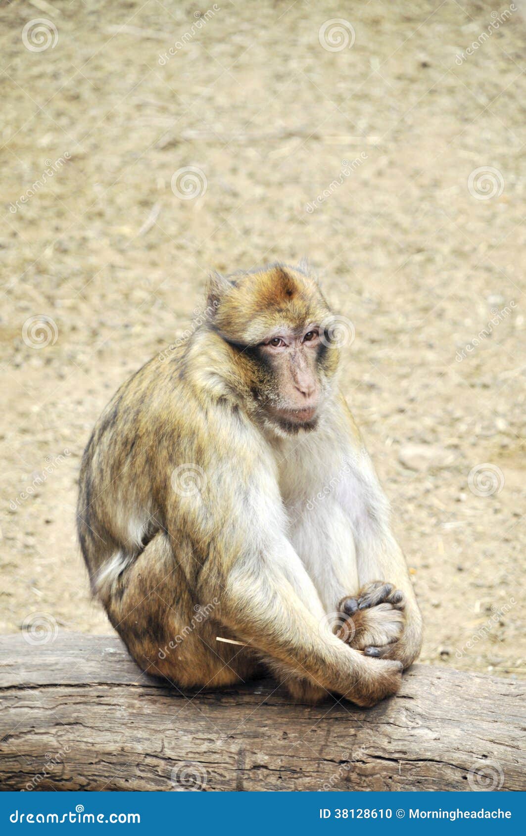 Sad monkey stock photo. Image of monkey, anthropoid, brown - 38128610