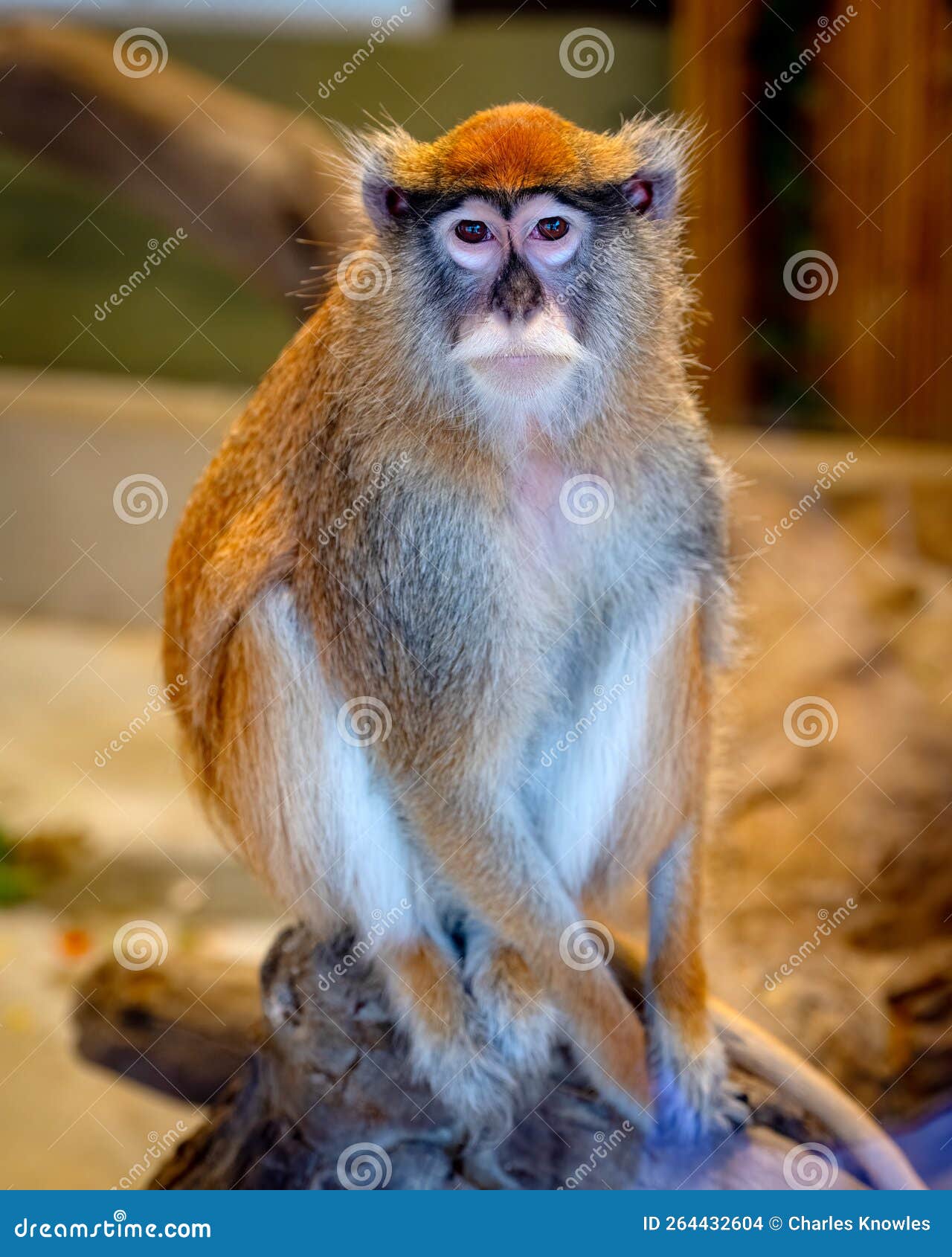 Sad Monkey at a Zoo Sitting on a Tree Stock Photo - Image of mammals ...
