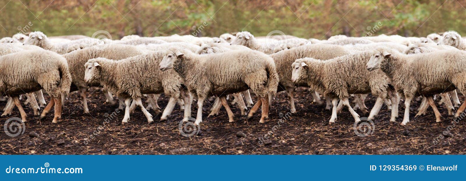 Sad Muzzle Sheep Livestock. Group Wool Agriculture Meadow Animal Stock ...