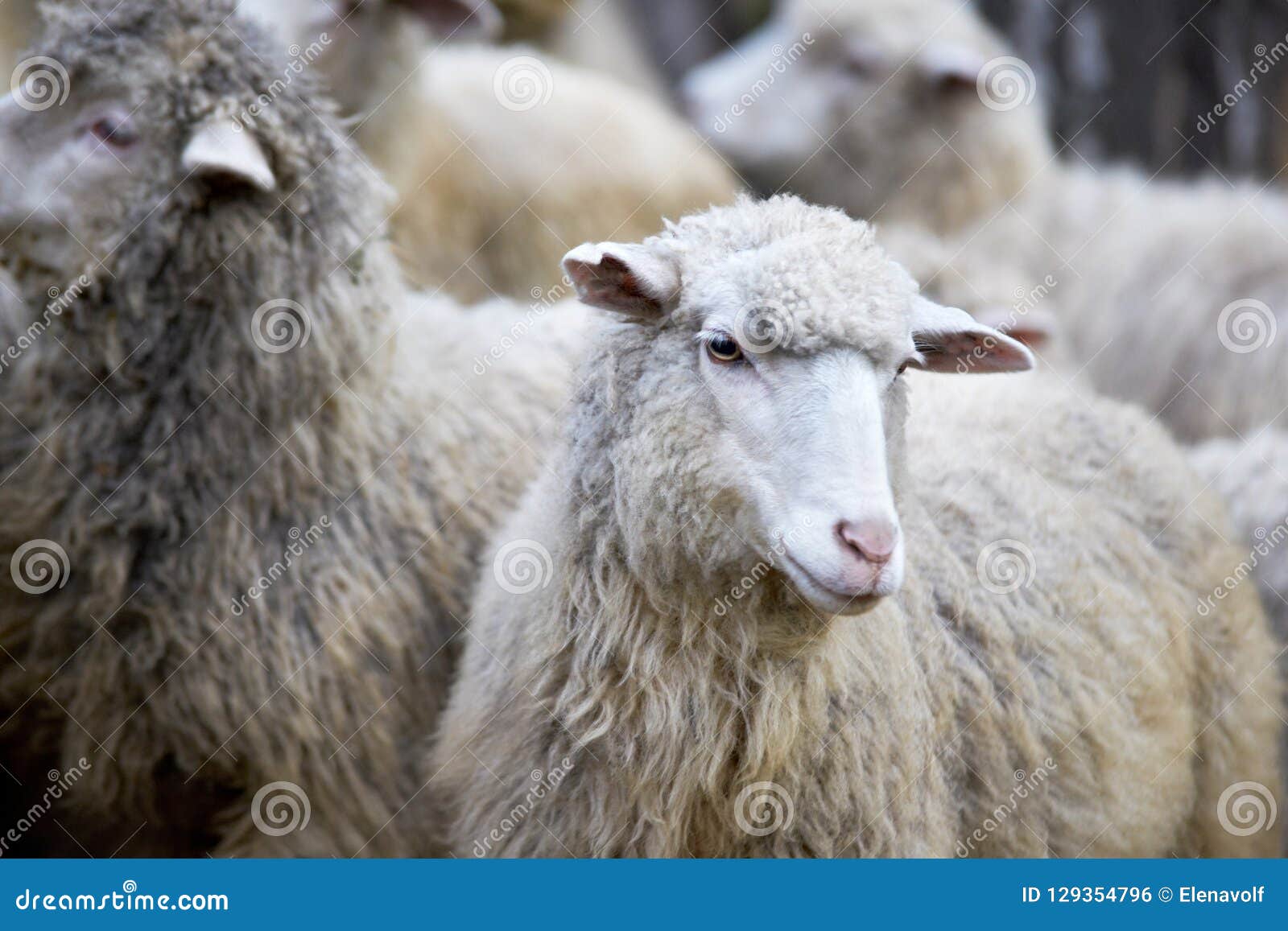 Sad Muzzle Sheep Livestock. Group Wool Agriculture Meadow Animal Stock ...