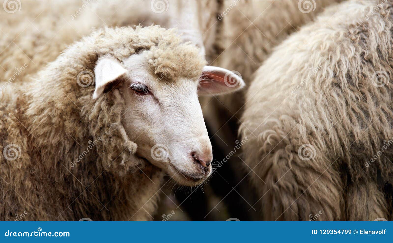 Sad Muzzle Sheep Livestock. Group Wool Agriculture Meadow Animal Stock ...