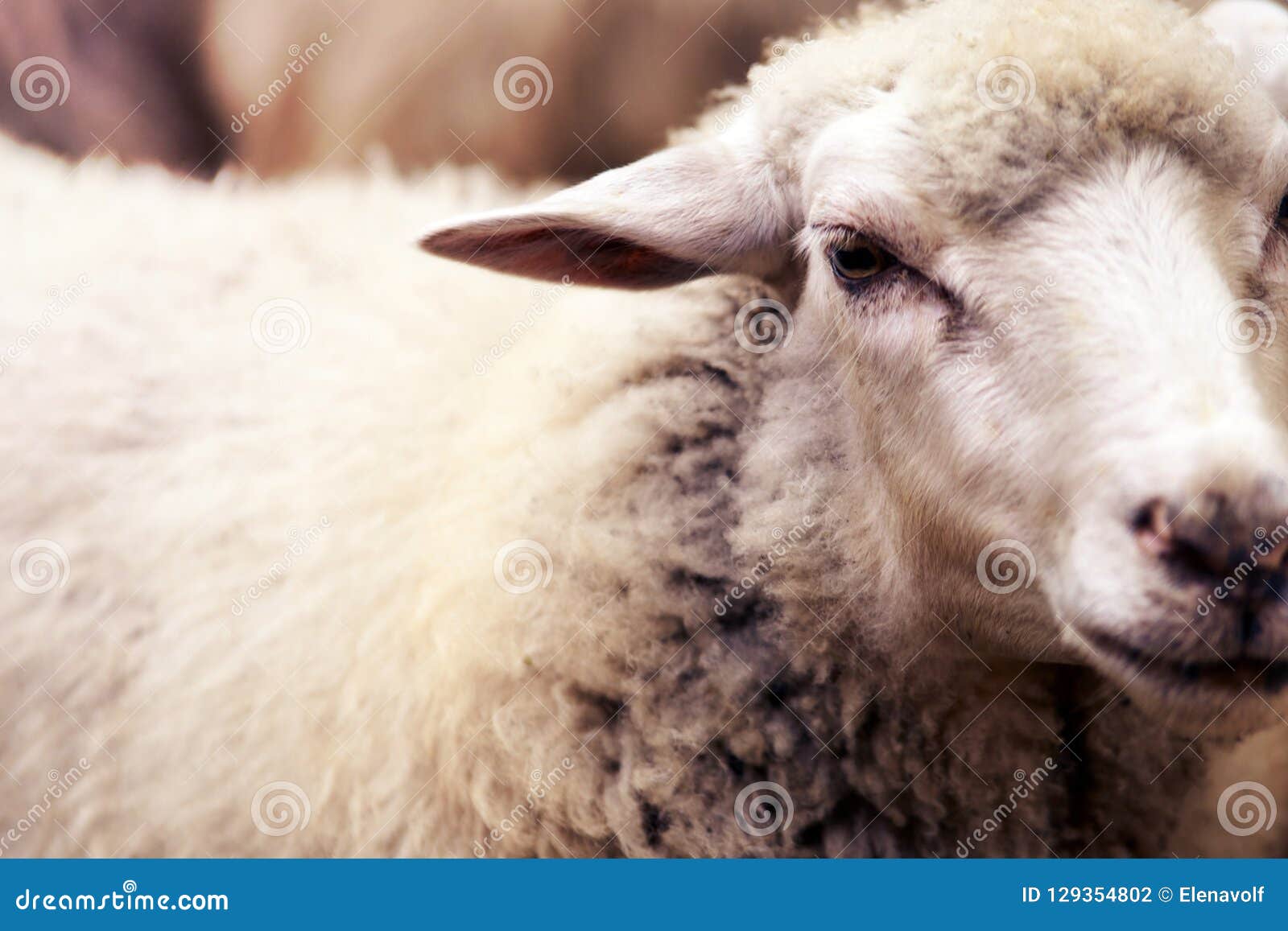 Sad Muzzle Sheep Livestock. Group Wool Agriculture Meadow Animal Stock ...