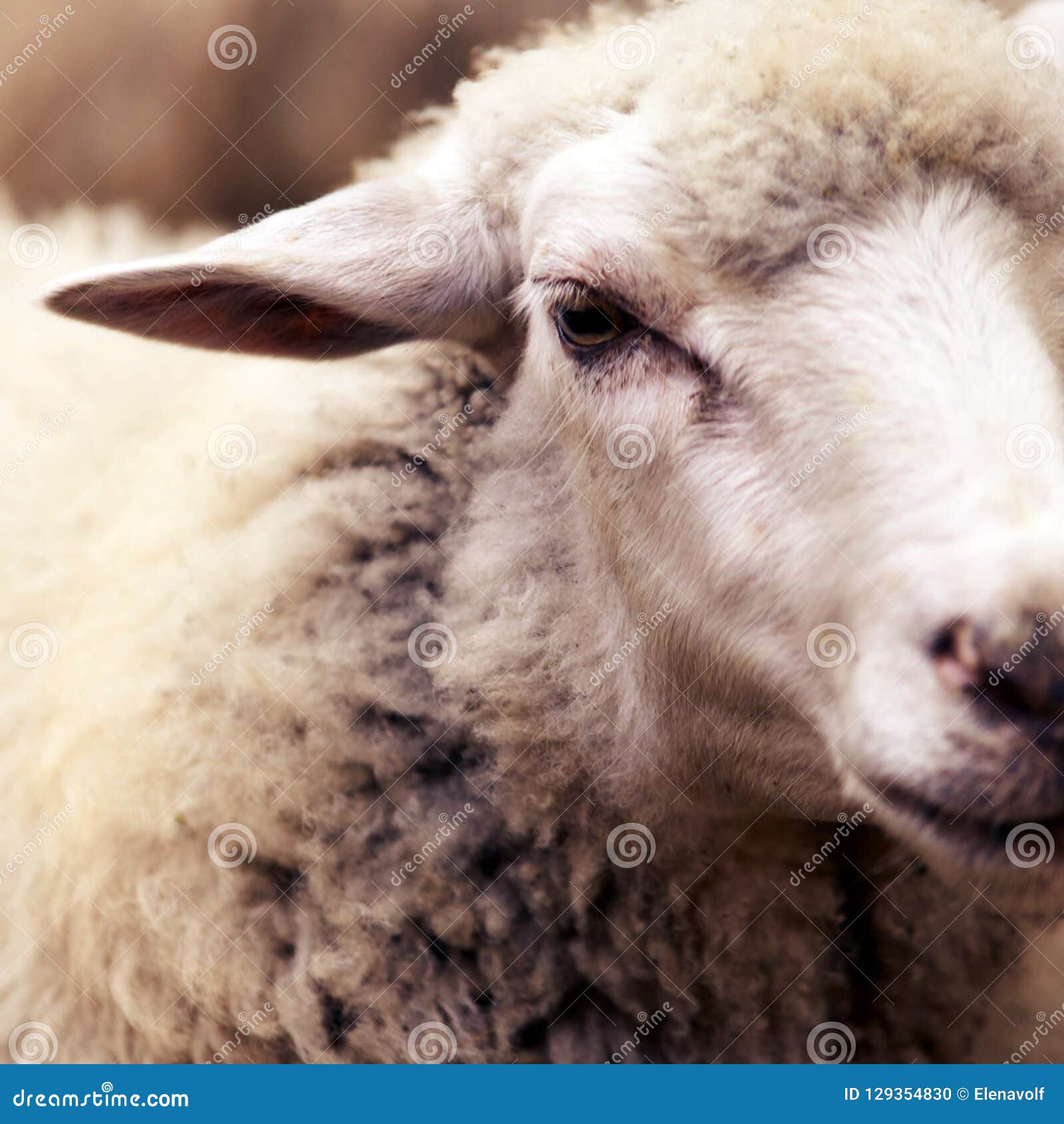 Sad Muzzle Sheep Livestock. Group Wool Agriculture Meadow Animal Stock ...