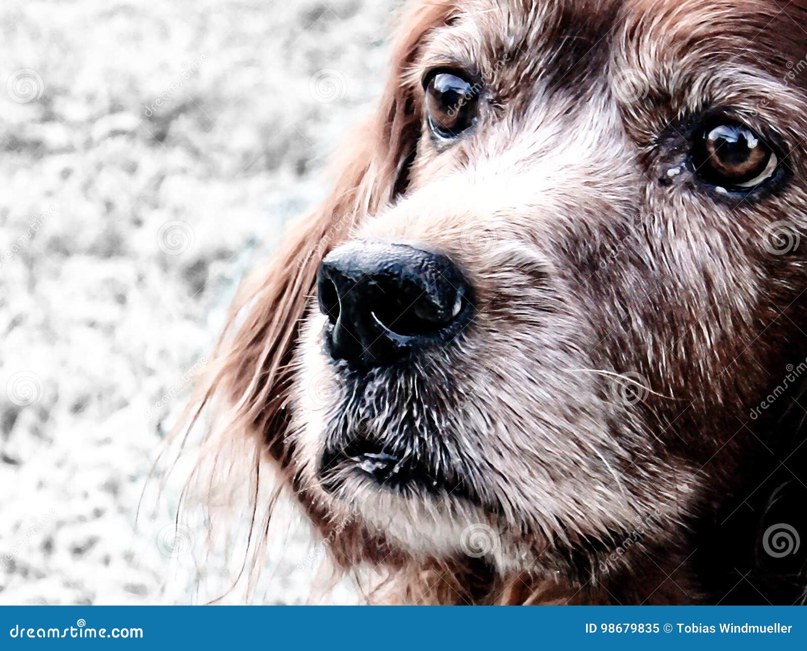 Old Irish setter dog stock image. Image of canidae, mammal - 98679835