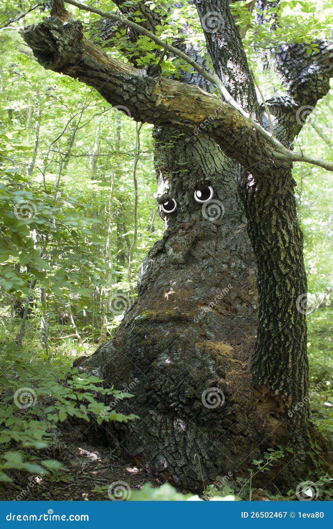 Sad old tree stock image. Image of beech, foliage, forest - 26502467