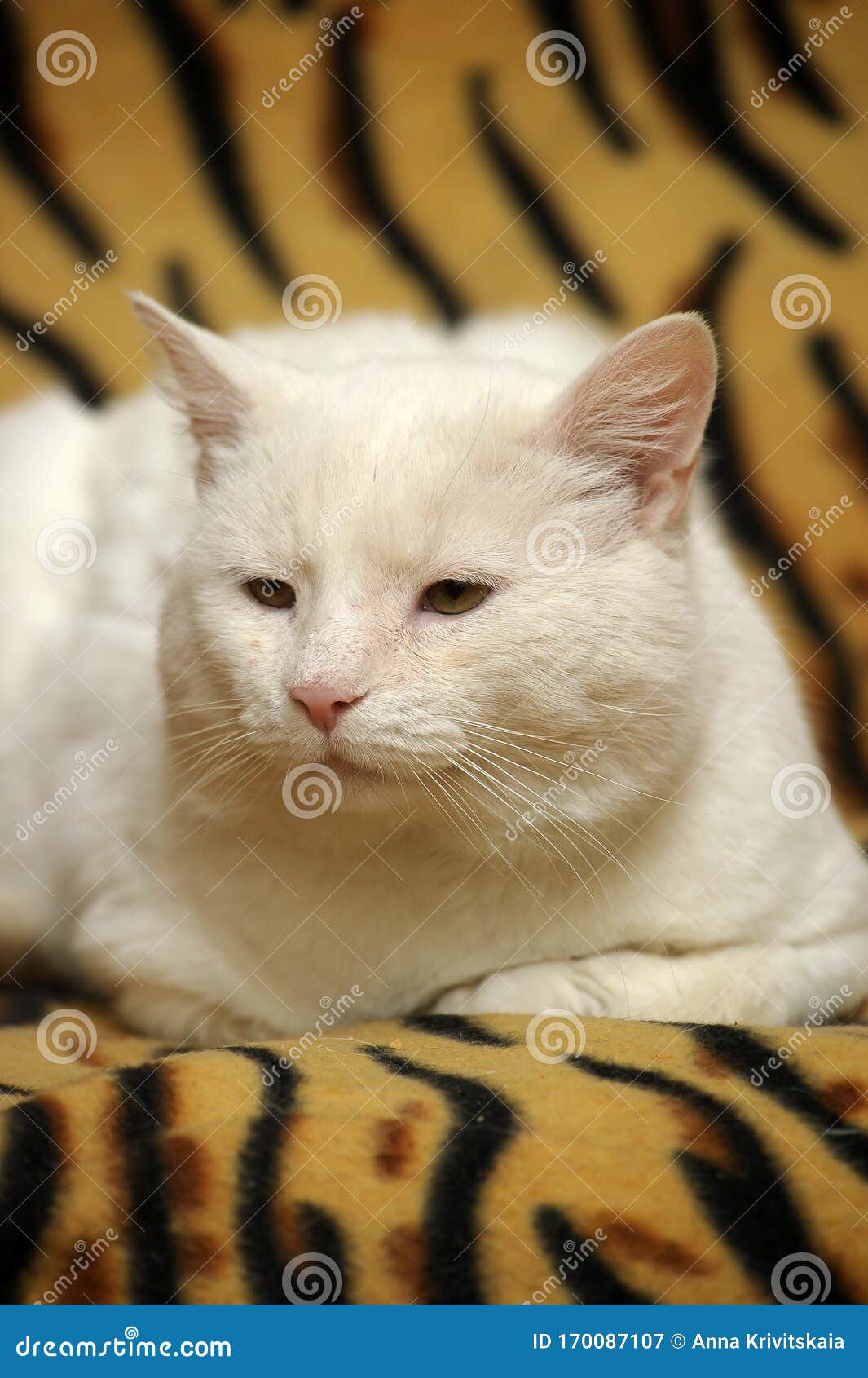 Sad old white cat stock image. Image of furry, closeup - 170087107