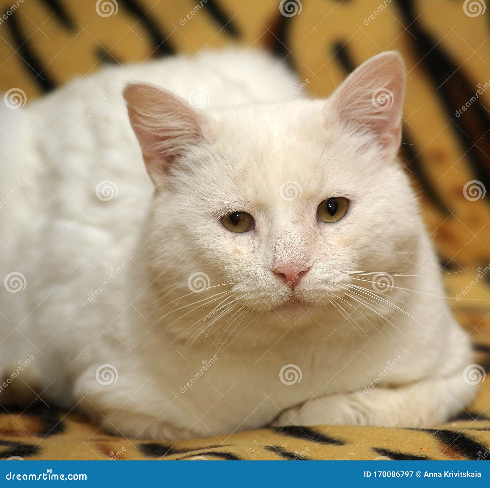 Sad old white cat stock image. Image of closeup, nature - 170086797