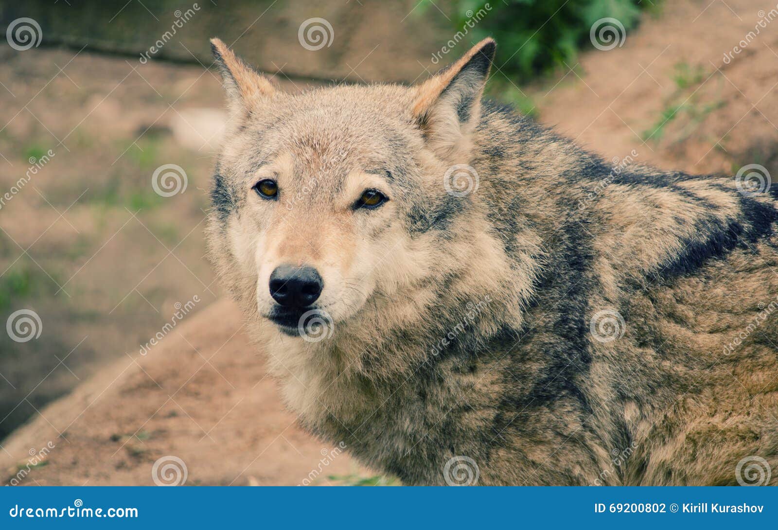 Sad old wolf stock photo. Image of frightening, aged - 69200802