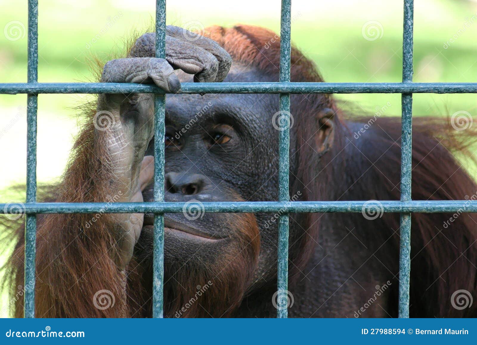 Sad Zoos