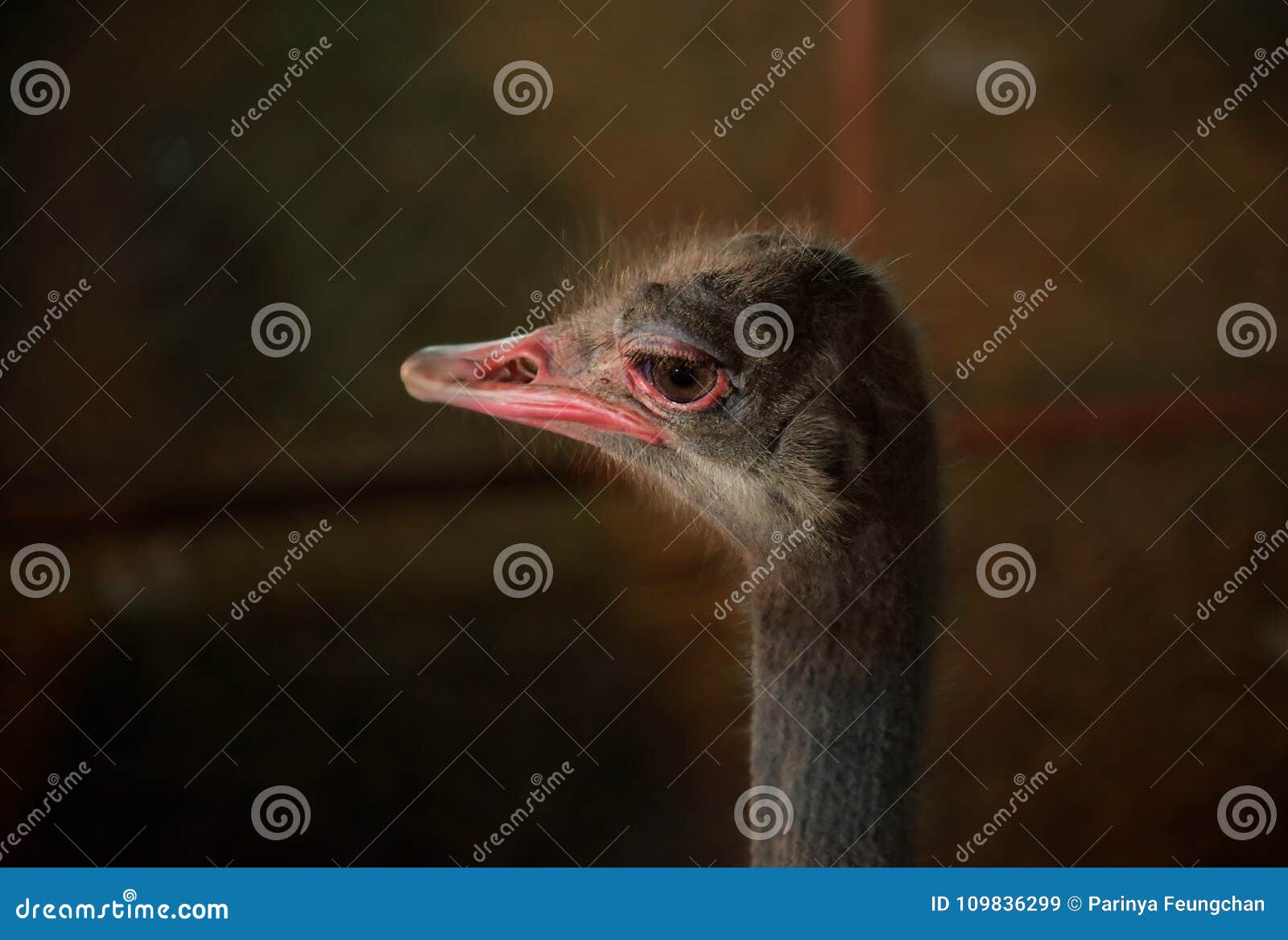 Sad Ostrich
