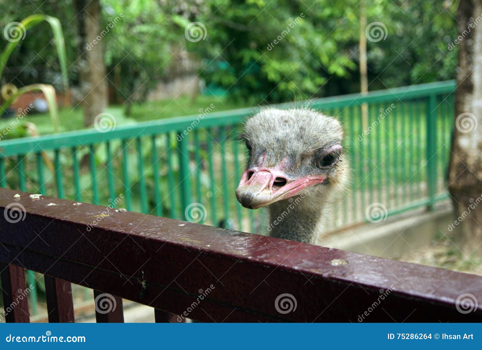 Sad Ostrich