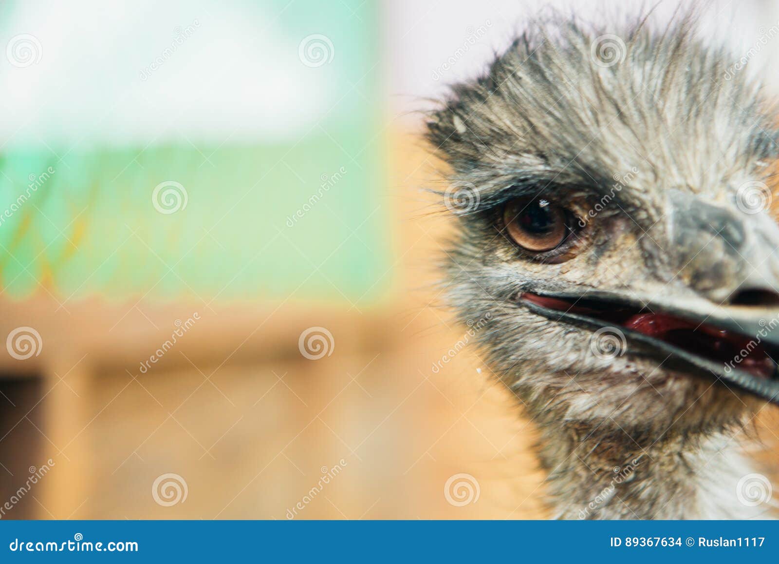 Sad Ostrich Emu Portrait of a Short Distance Stock Photo - Image of ...
