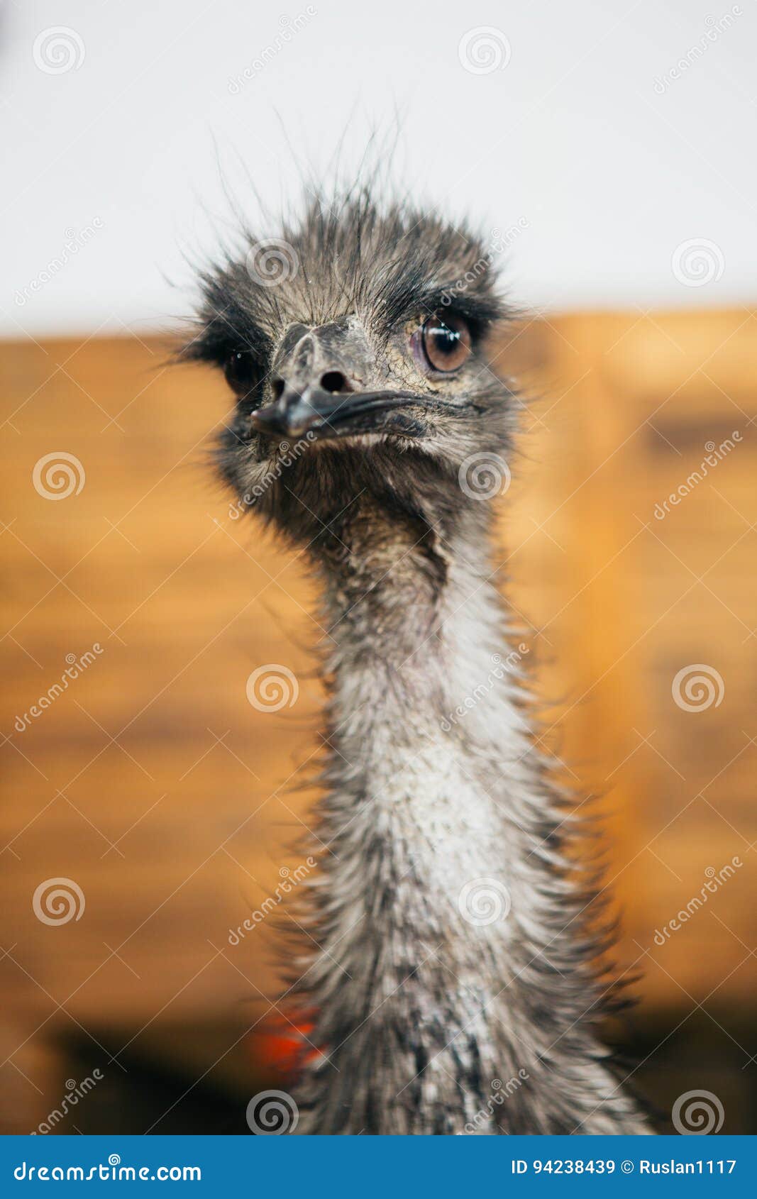 Sad Ostrich Emu Portrait of a Short Distance Stock Image - Image of ...