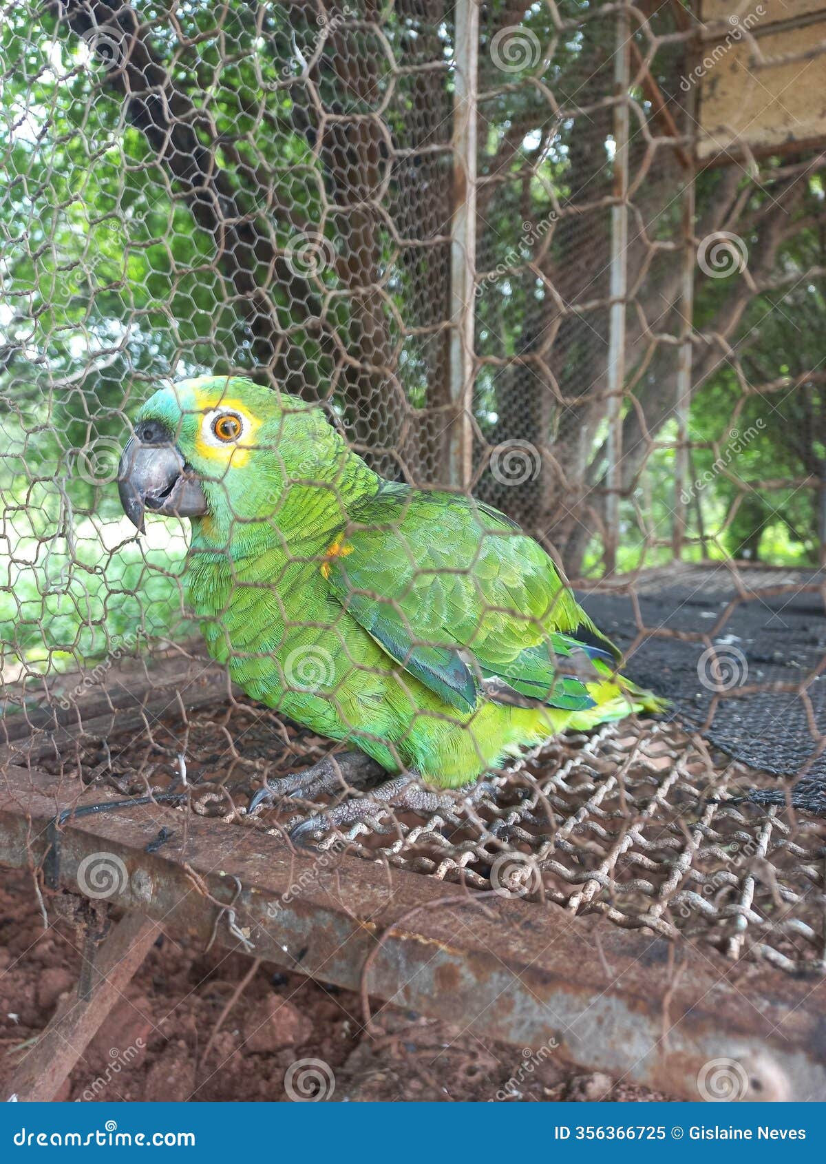 Sad Parrot in Captivity, Looking through the Screens that Imprison Him ...