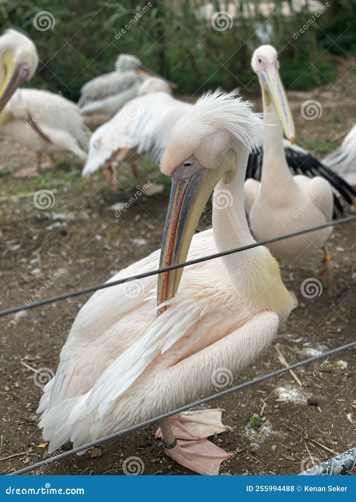 A sad pelican stock photo. Image of pelican, life, wild - 255994488