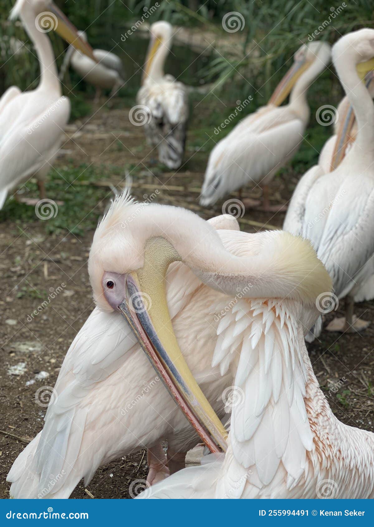 A sad pelican stock image. Image of nature, pelican - 255994491
