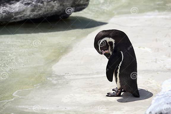 Sad Penguin stock image. Image of hopelessness, looking - 97161017