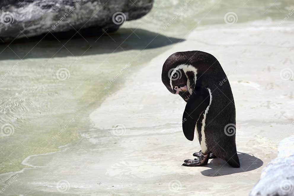 Sad Penguin stock image. Image of hopelessness, looking - 97161017