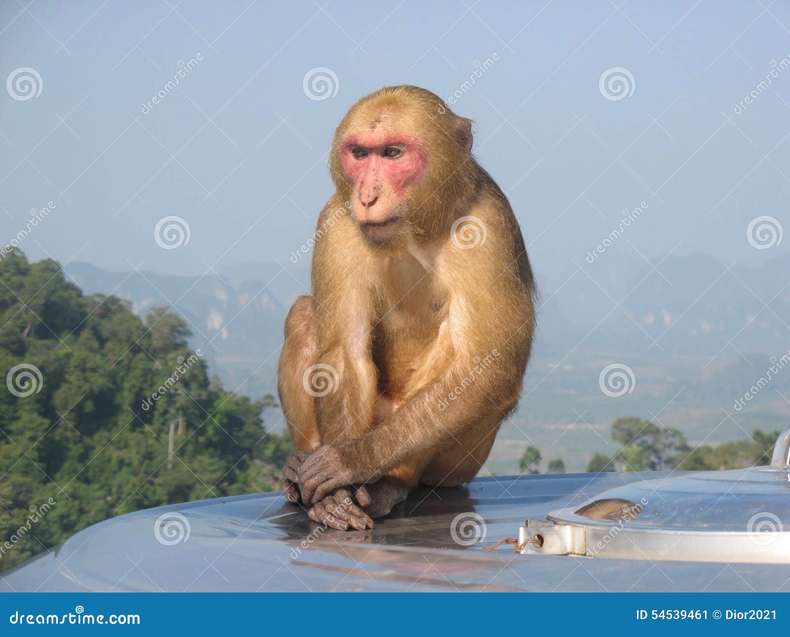 Sad Pensive Monkey on Top of a Mountain Stock Image - Image of green ...