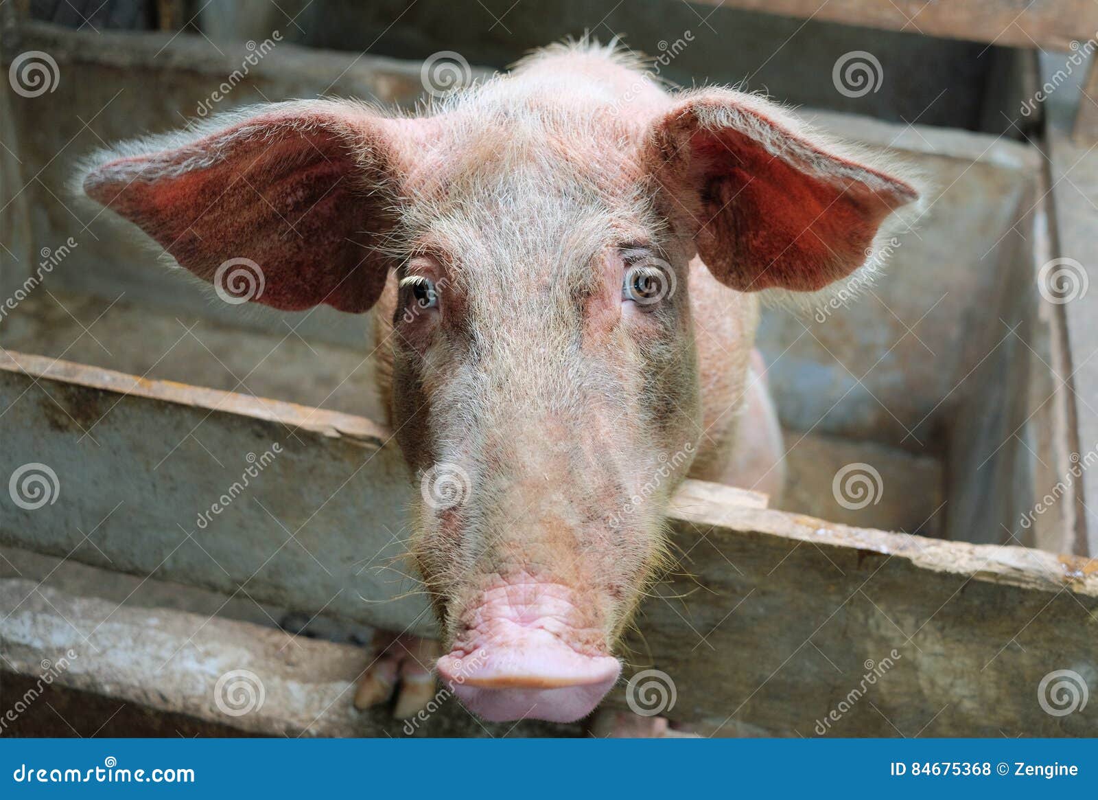 Sad pig face stock photo. Image of mammal, snout, piggy - 84675368