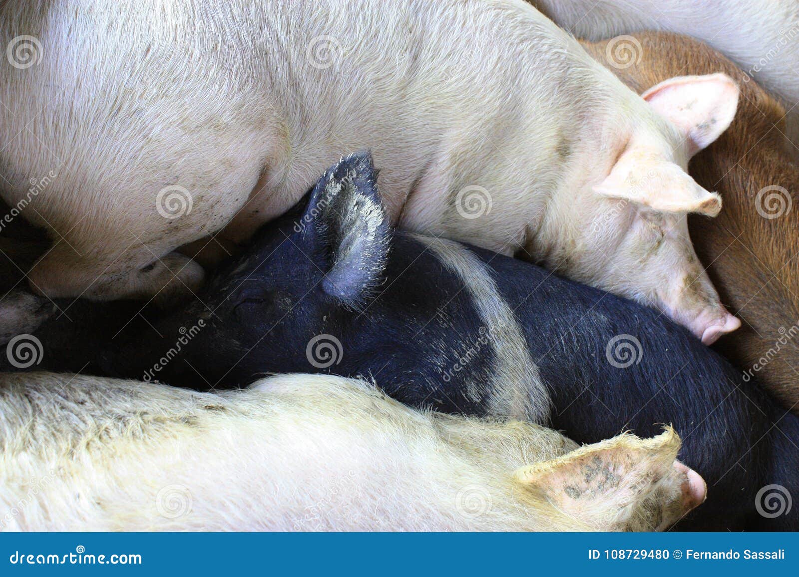 Sad pigs stock photo. Image of animal, captivity, pork - 108729480