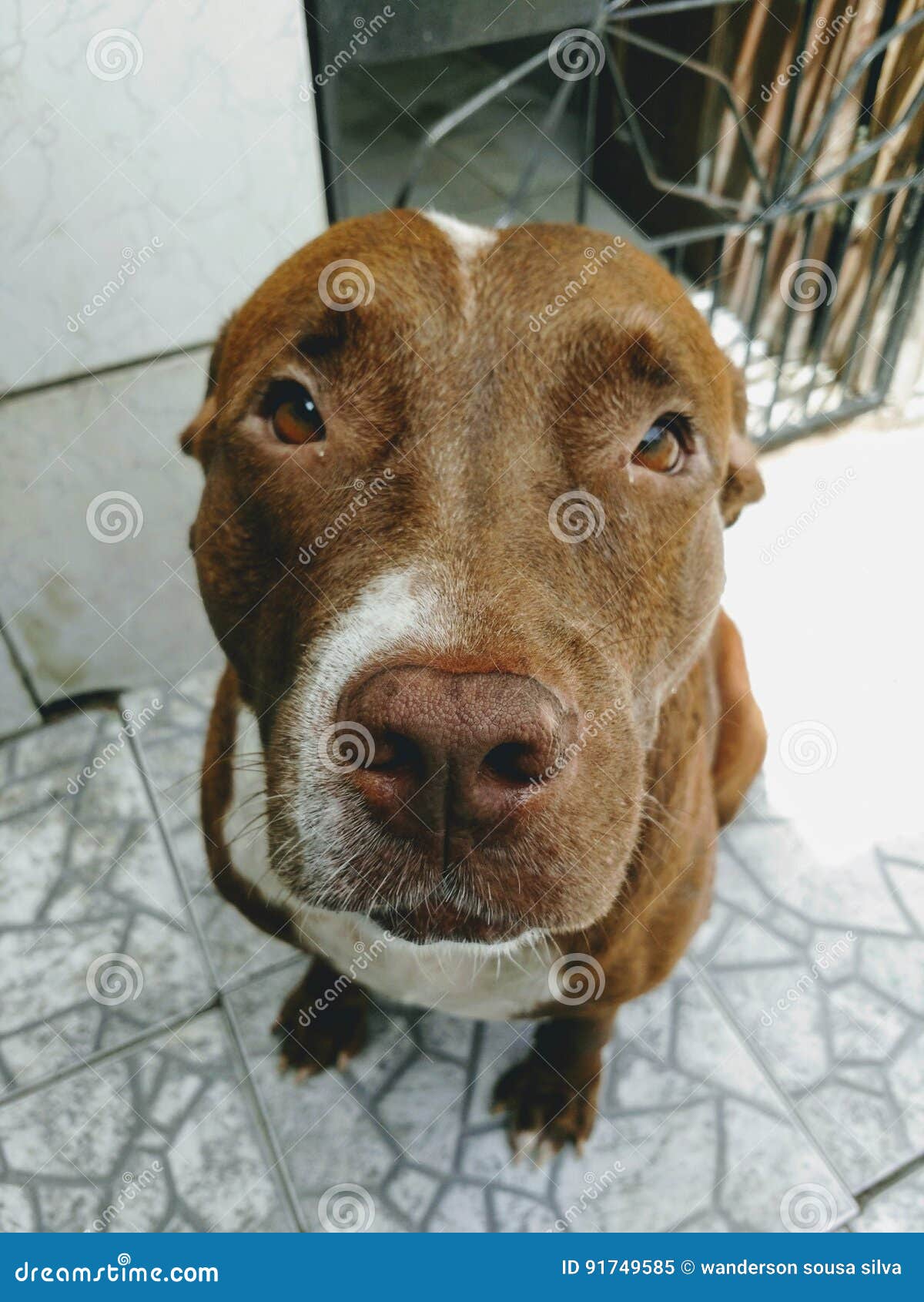 Sad pit bull dog stock image. Image of eyes, bull - 91749585