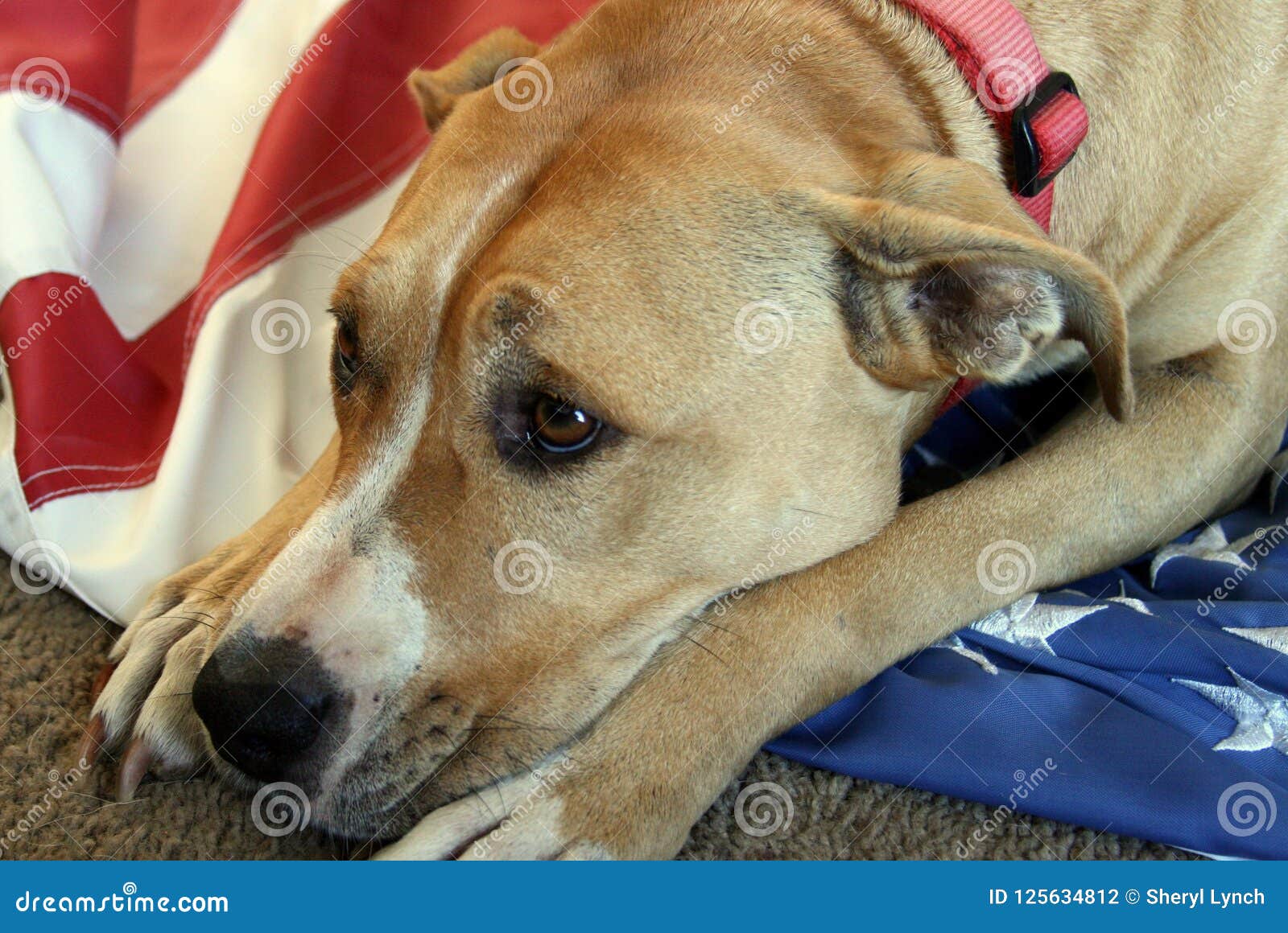 Sad Pit Bull Terrier Dog with American Flag Stock Photo - Image of ...