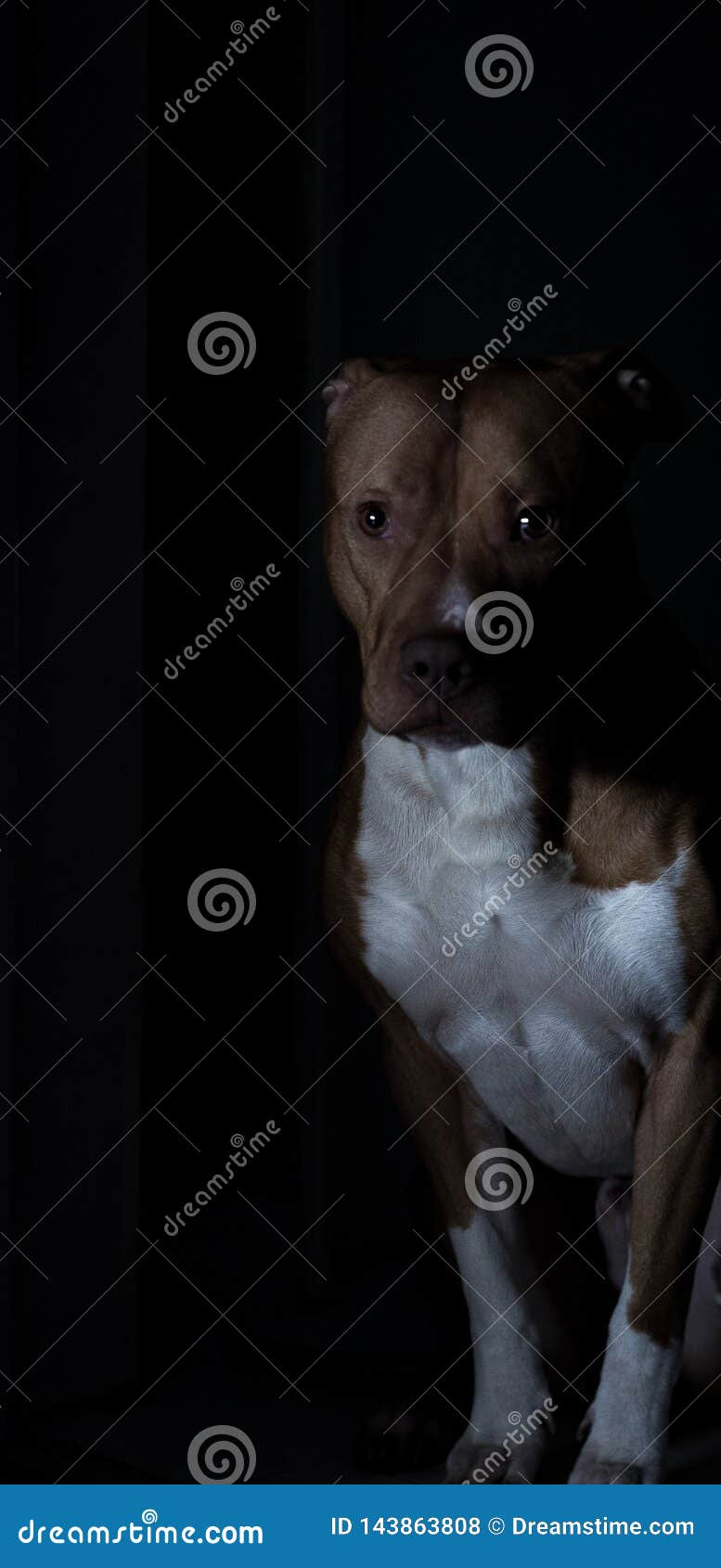 Sad Pitbull Dog stock photo. Image of sweet, pitbull - 143863808