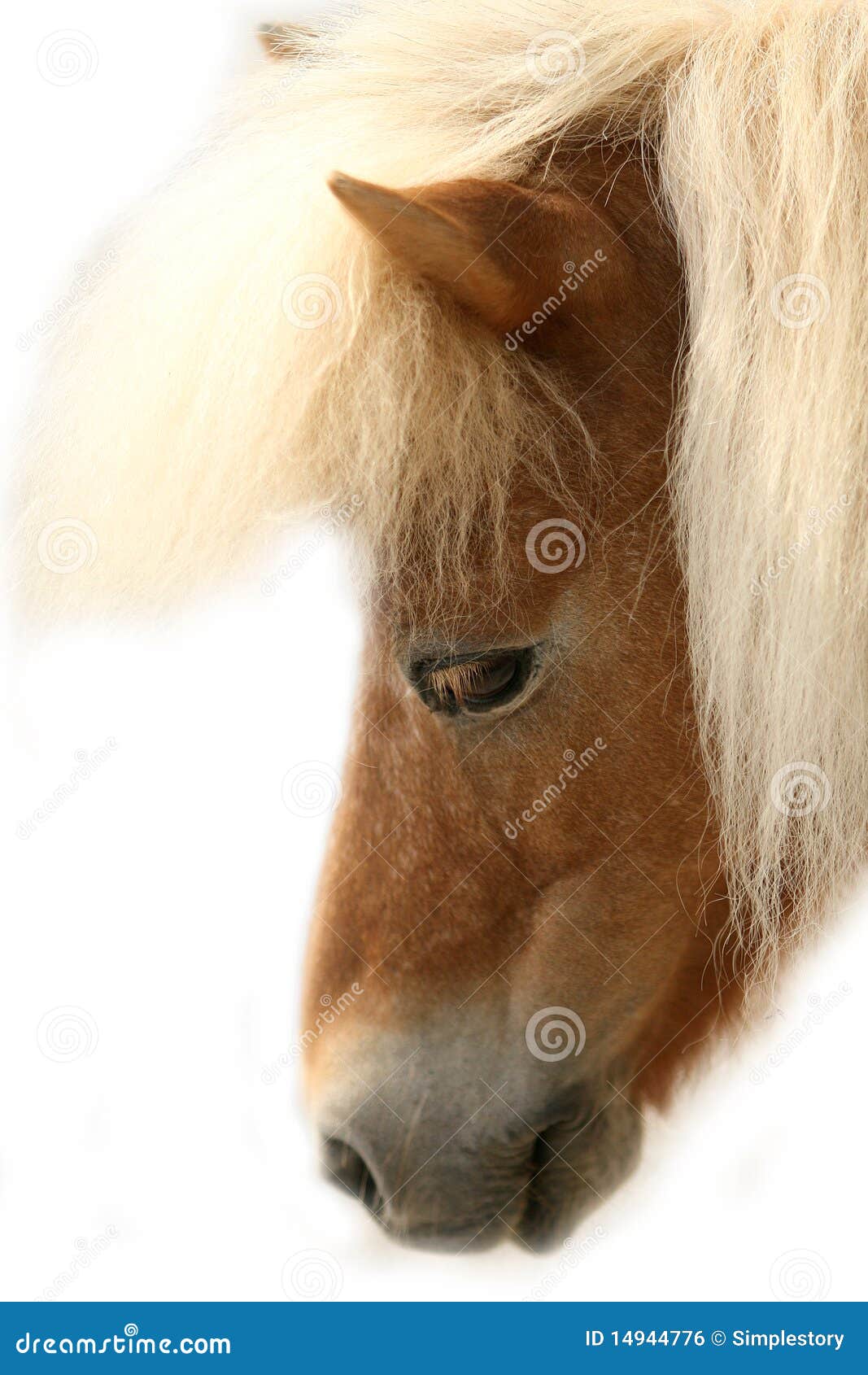 Sad pony stock photo. Image of animal, ears, hair, child - 14944776