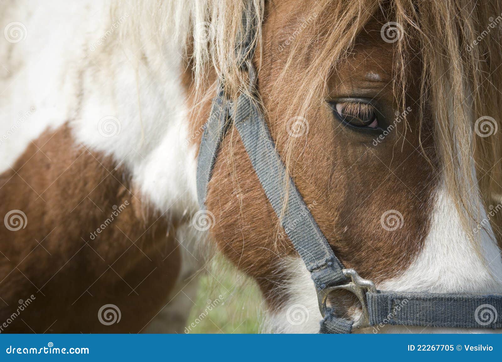 Sad pony stock image. Image of focus, hair, sadness, coat - 22267705