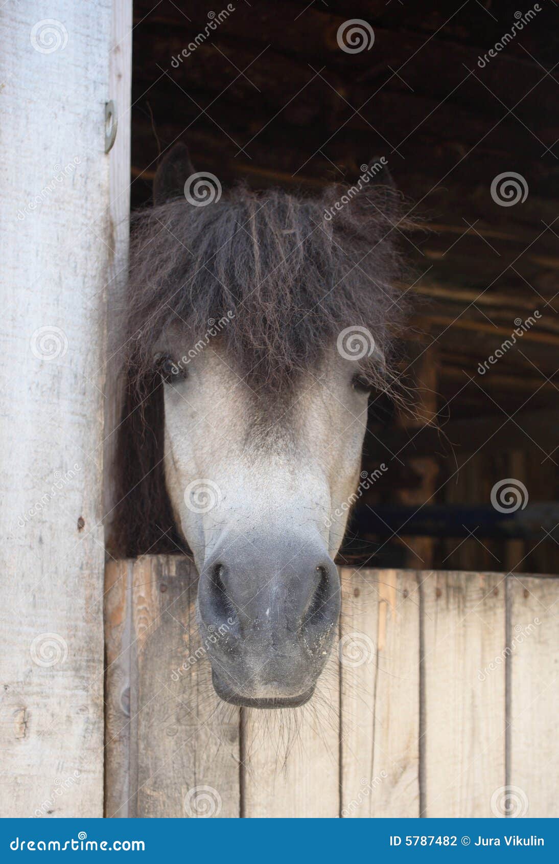 Sad pony stock photo. Image of animal, pony, house, mane - 5787482