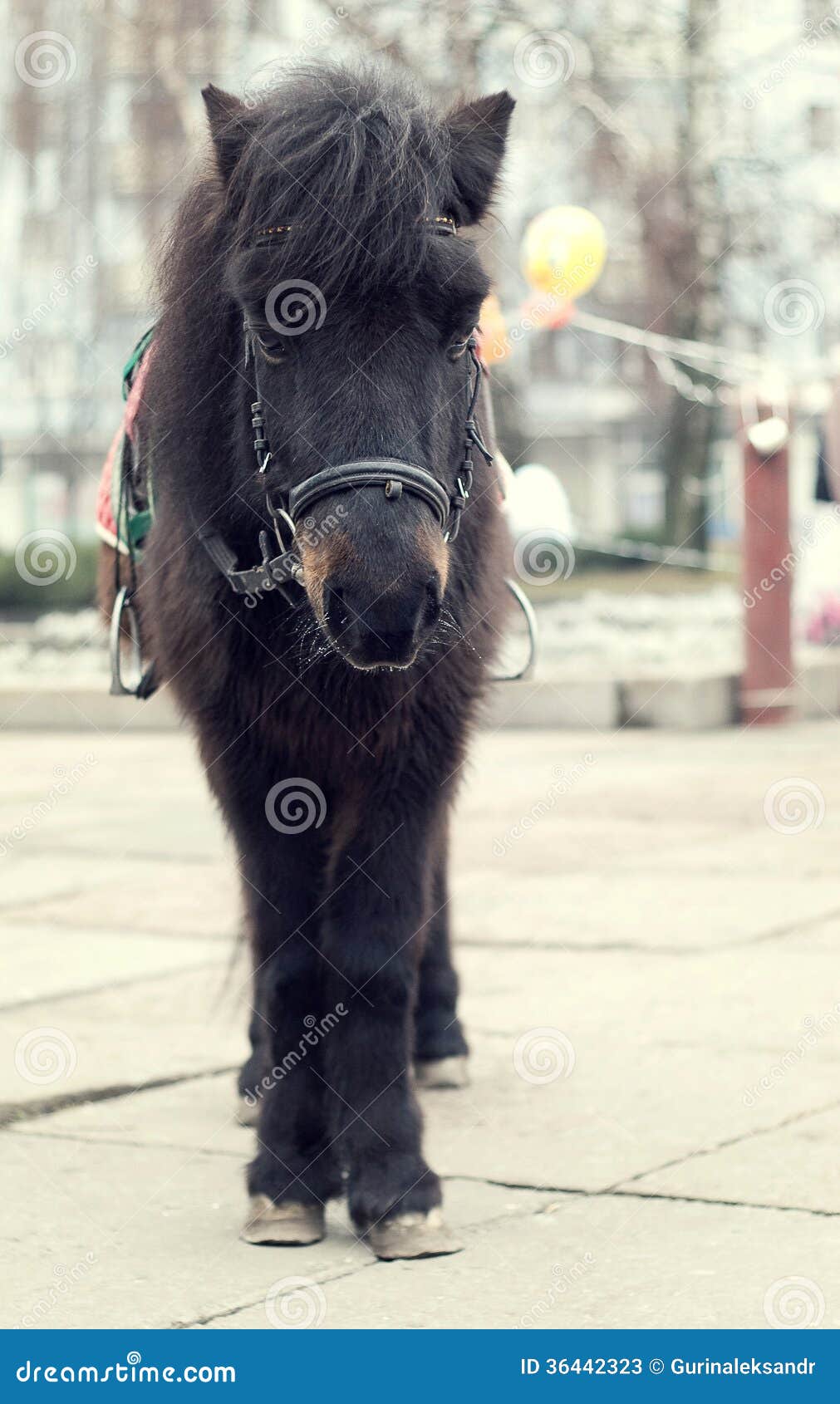 Sad pony stock image. Image of agriculture, pets, animal - 36442323