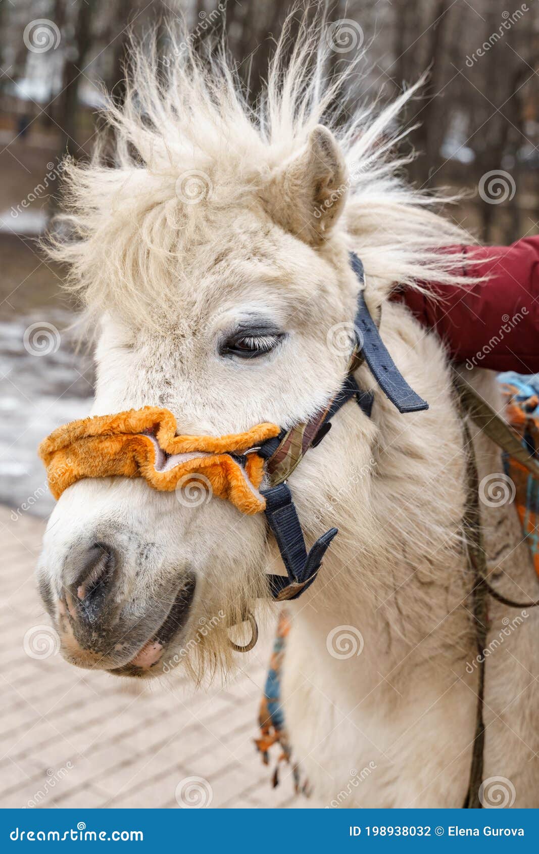 Sad pony tired of people stock photo. Image of adult - 198938032