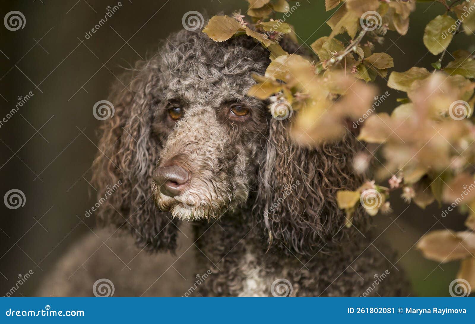 Sad Poodle in the Autumn Garden Stock Image - Image of fluffy, nature ...