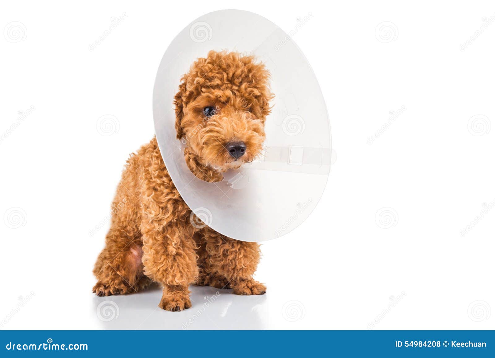 Sad Poodle Dog Wearing Protective Cone Collar on Her Neck Stock Photo ...