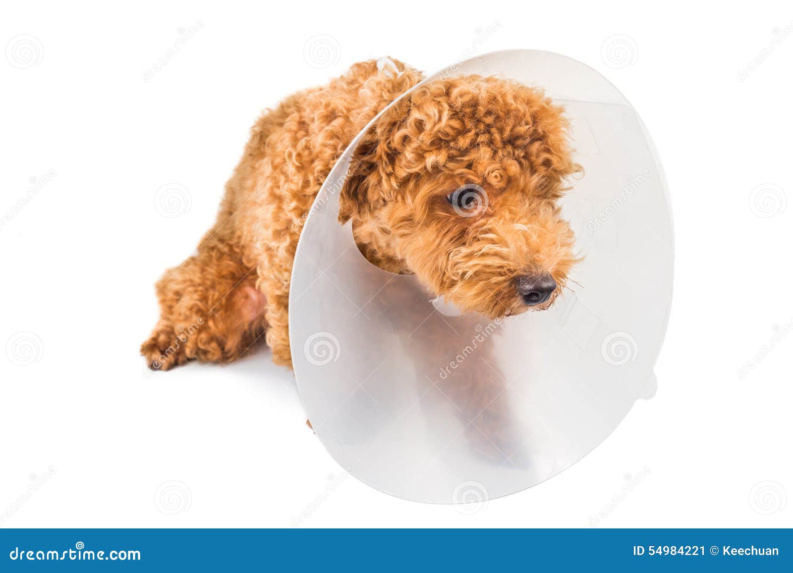 Sad Poodle Dog Wearing Protective Cone Collar on Her Neck Stock Image ...