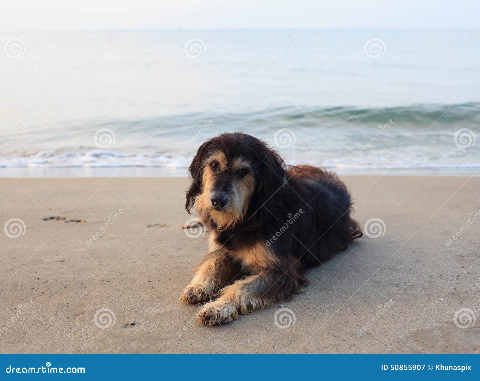 Sad and Poor Dog Lying on Sea Beach with Sorrow Face Stock Image ...