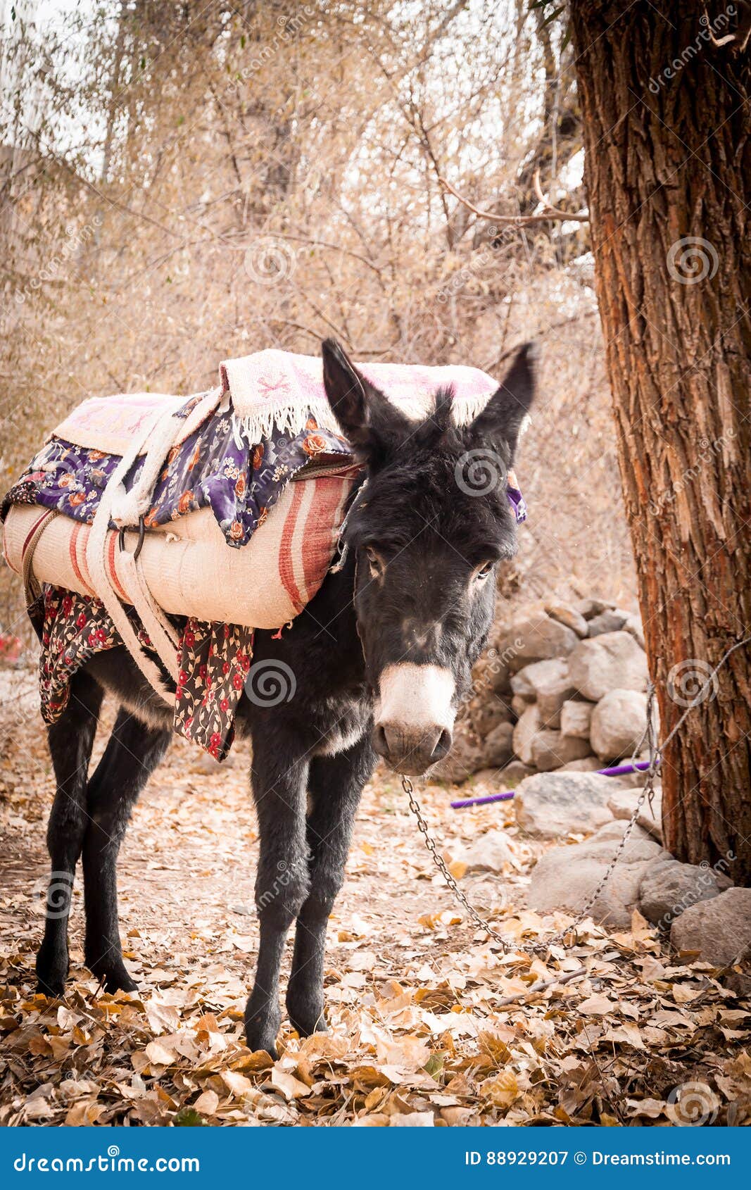 A Sad Portrait of a Donkey with a Heavy Load, in the Yard, on the East ...
