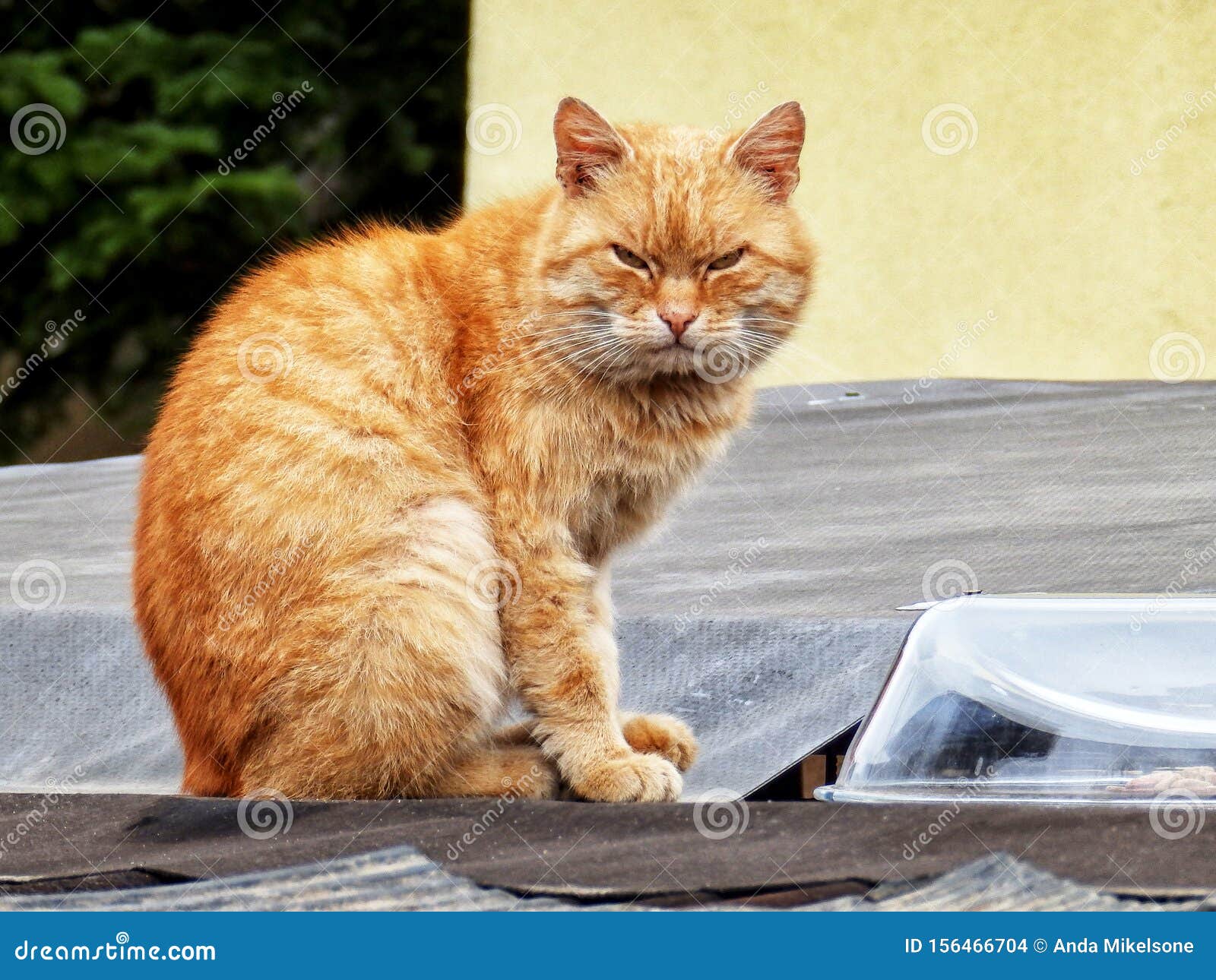 Sad Portrait of a Fat, Orange Cat Stock Photo - Image of light ...