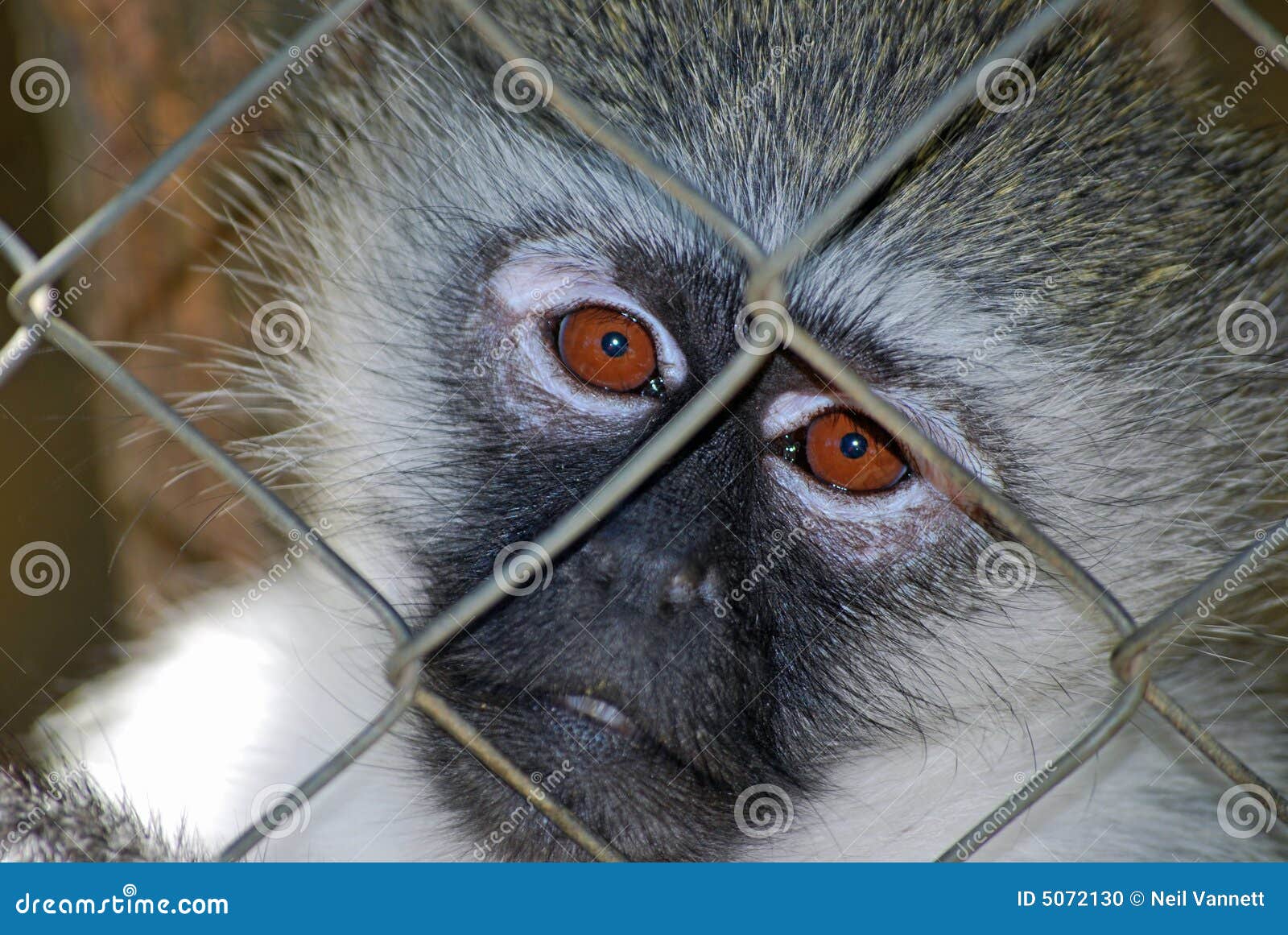 Sad Primate stock photo. Image of gaze, fence, sadness - 5072130