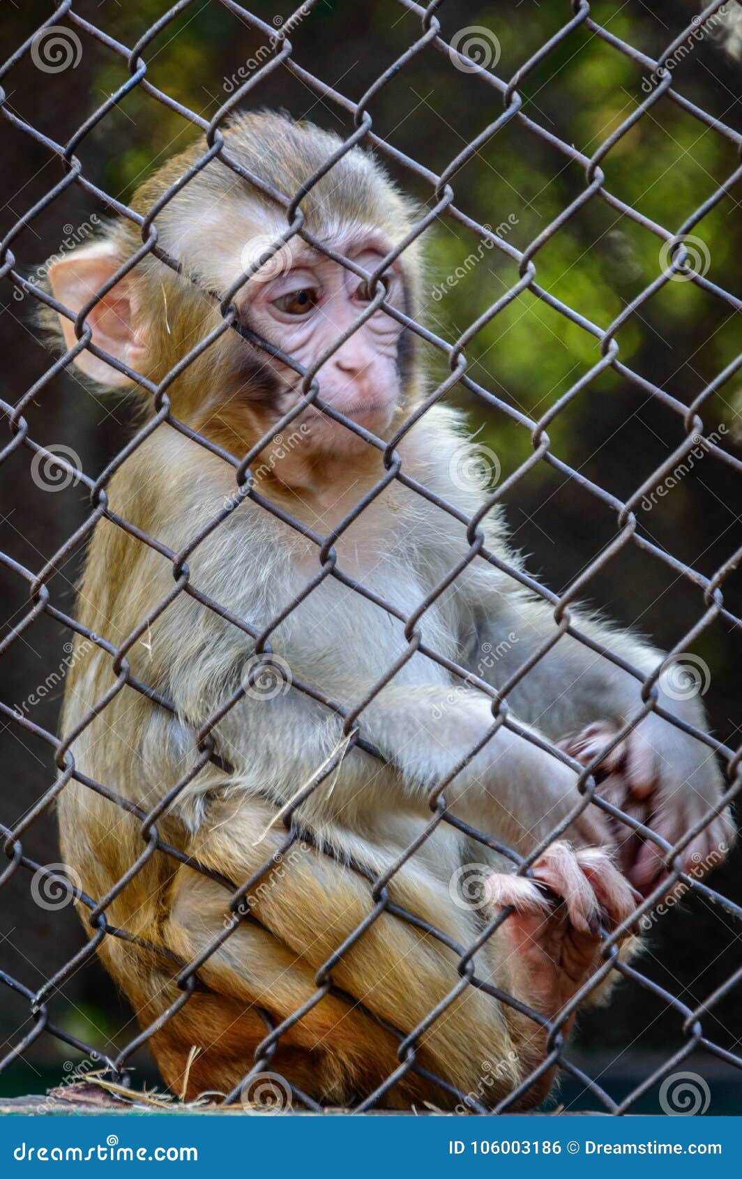 Sad Prisoner Monkey stock photo. Image of giza, nice - 106003186