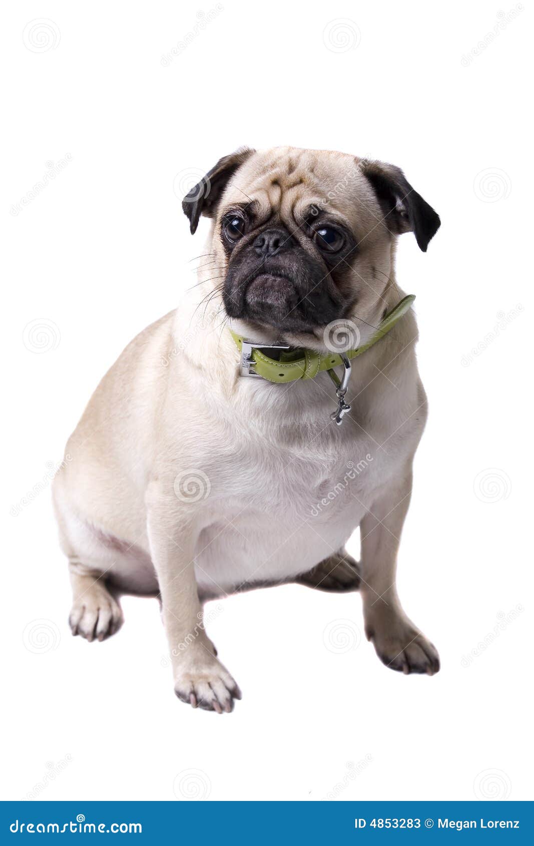 Sad Pug Stock Photos - Image: 4853283