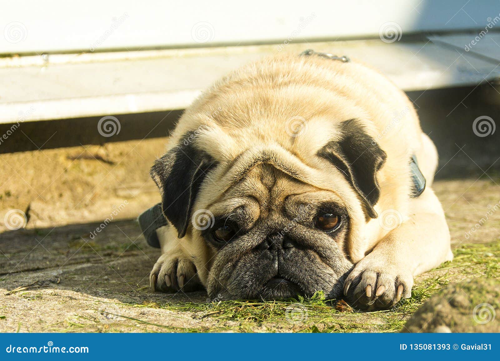 Sad pug dog lies stock image. Image of floor, outdoor - 135081393