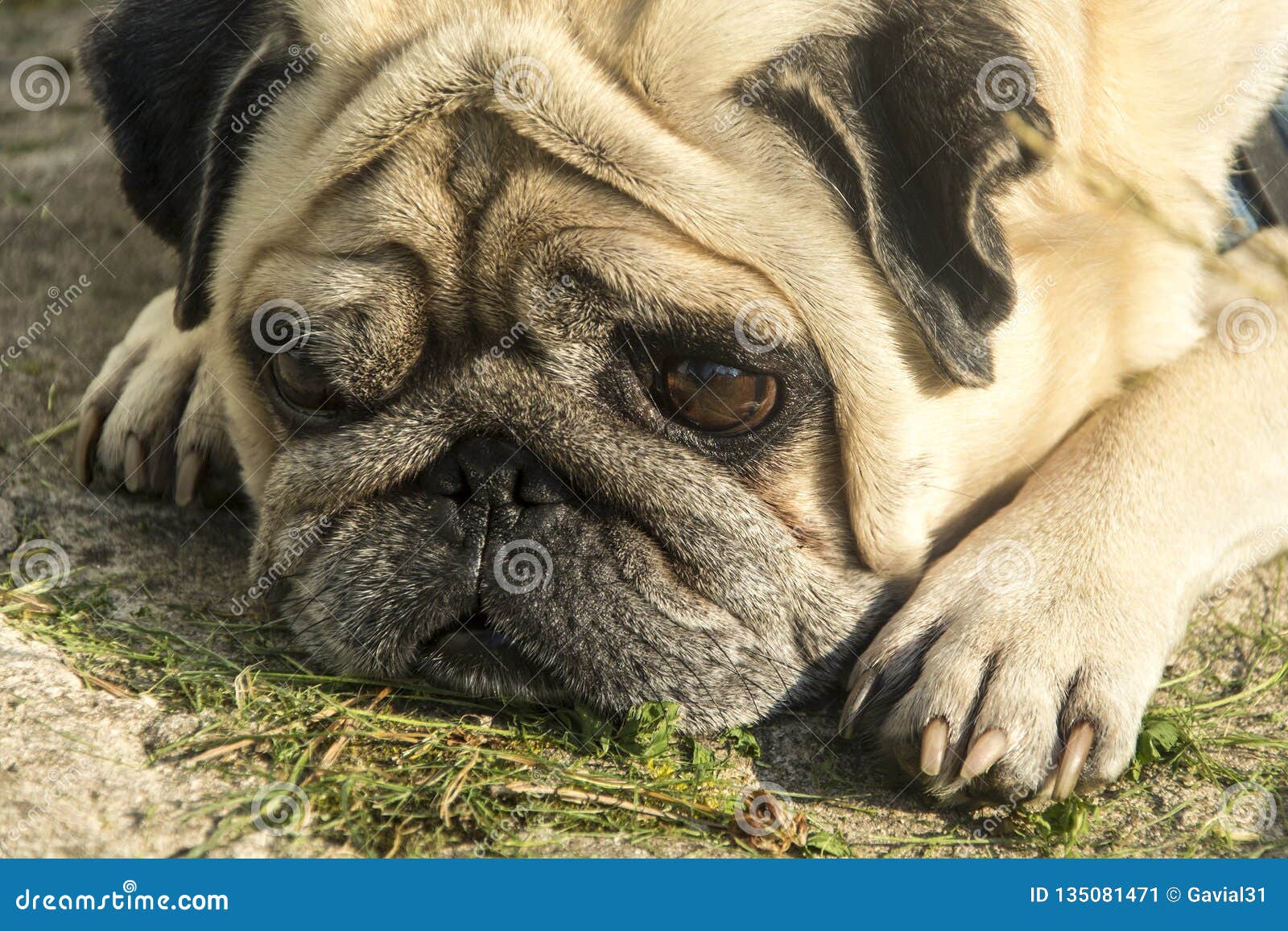 Sad pug dog lies stock image. Image of outdoor, love - 135081471