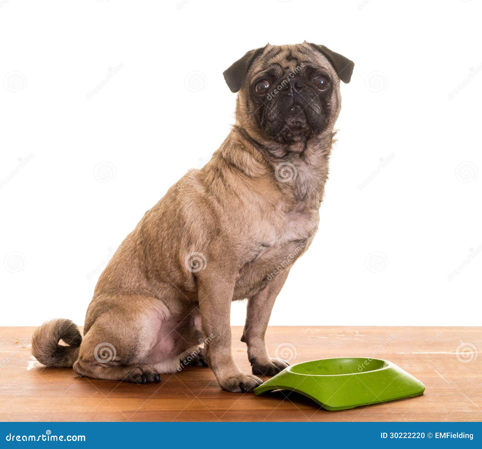 Hungry sad small dog stock photo. Image of funny, adorable - 30222220