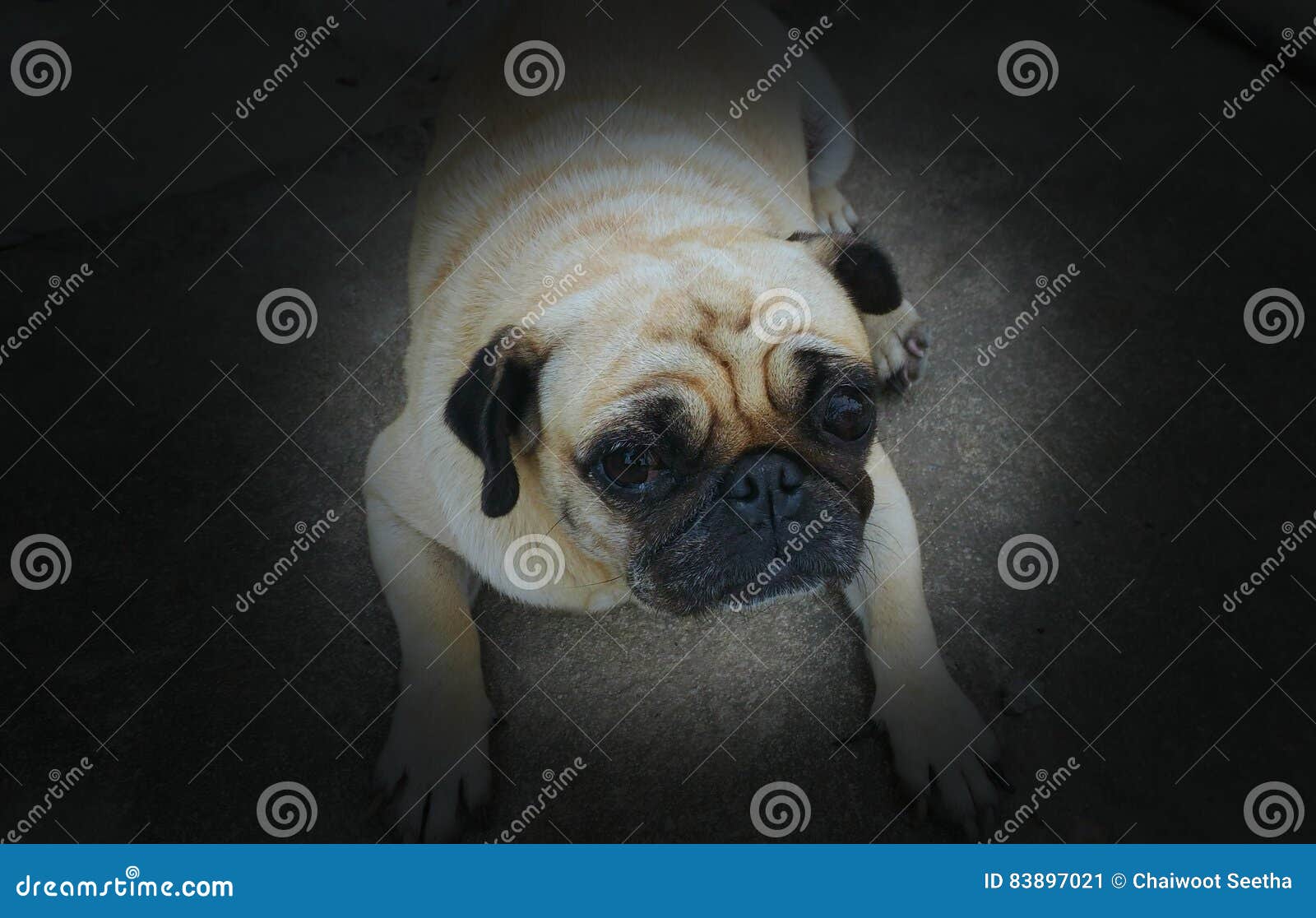 Sad PUG dog portrait stock image. Image of portrait, dont - 83897021