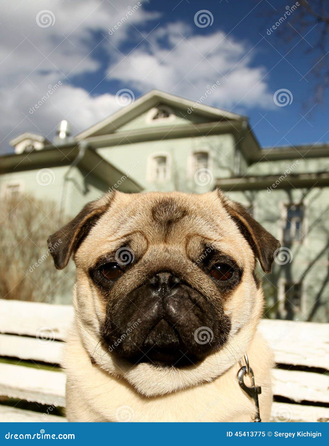 Sad pug dog selphy funny stock image. Image of spending - 45413775