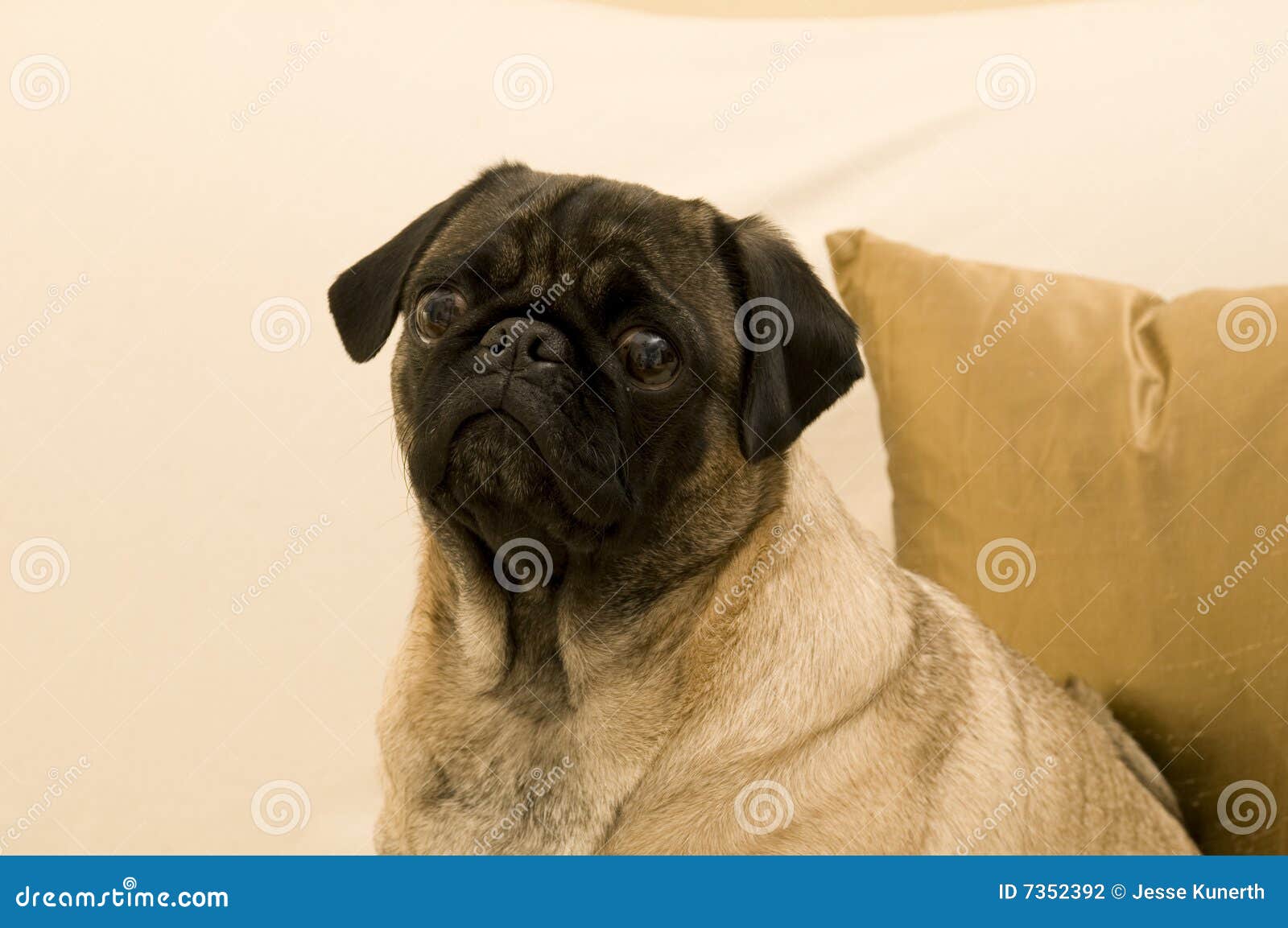 Sad Pug Face Stock Photography - Image: 7352392