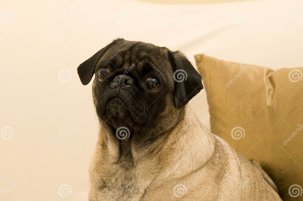 Sad Pug Face stock photo. Image of wrinkles, breed, cute - 7352392