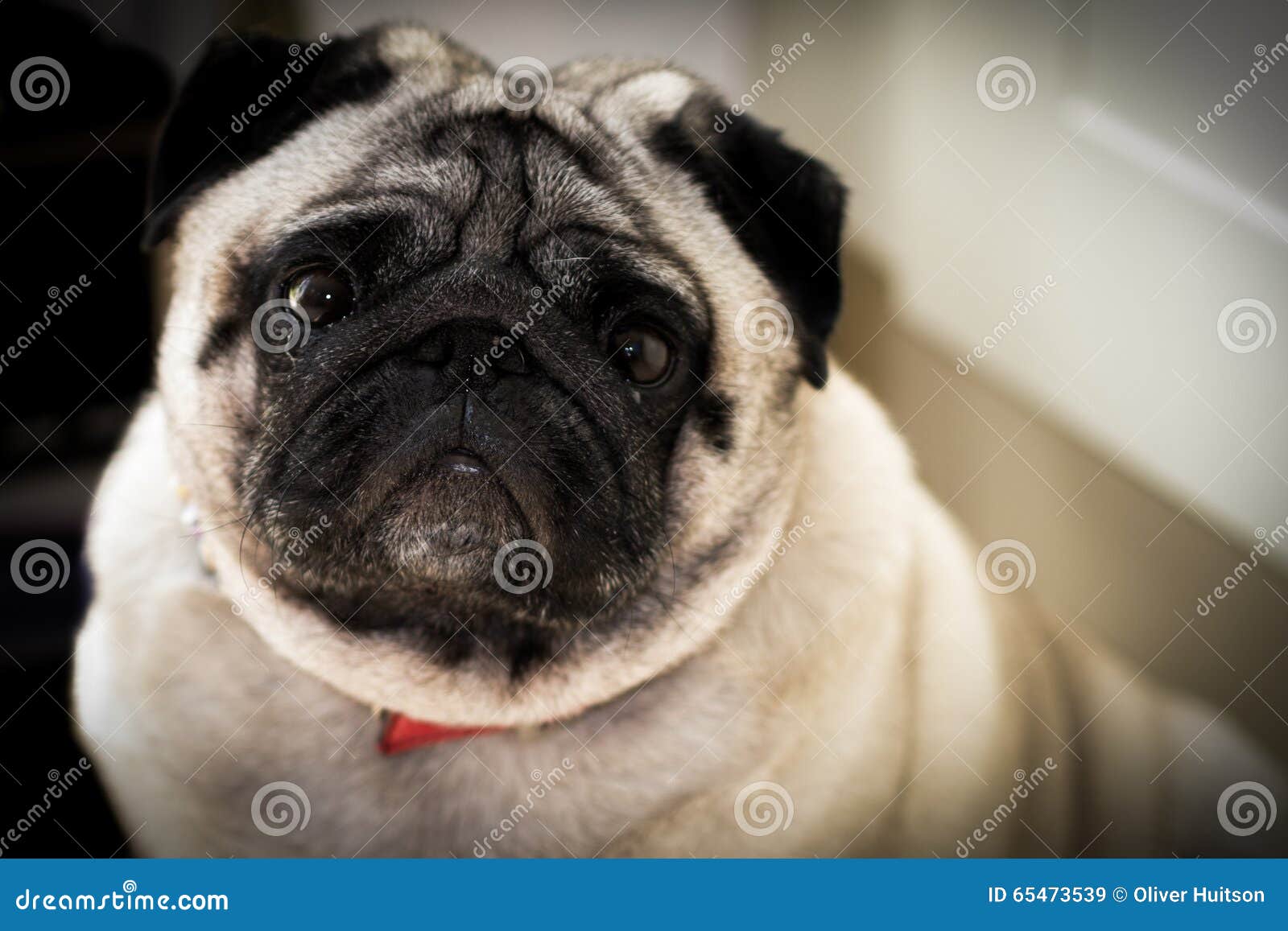 Sad pug face stock image. Image of sweet, companion, unhappy - 65473539